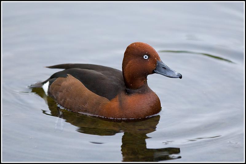 Ferruginous duck - Tuetego