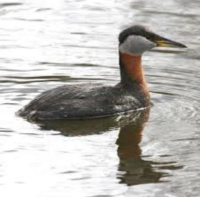 Red-necked grebe - Tuetego