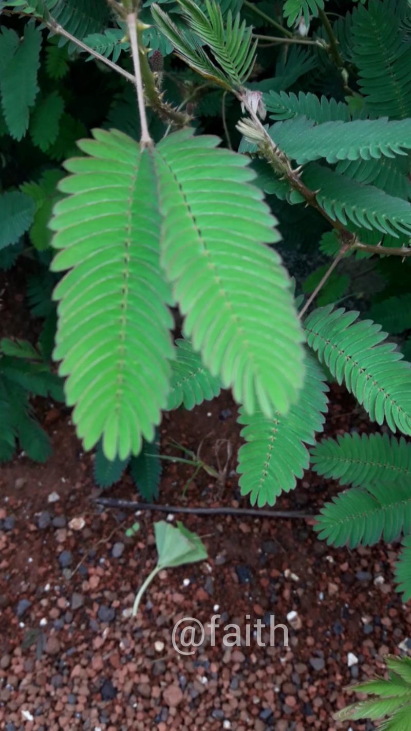 Touch-me-not plant - Tuetego