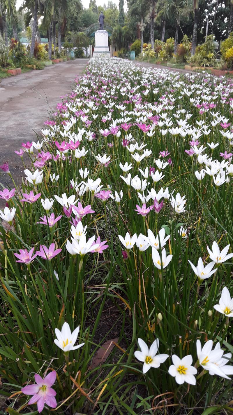 Let the Flowers in Us Bloom! ( Bullied or Bully?) - Tuetego