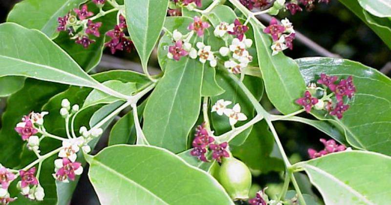 The sandal tree - Tuetego