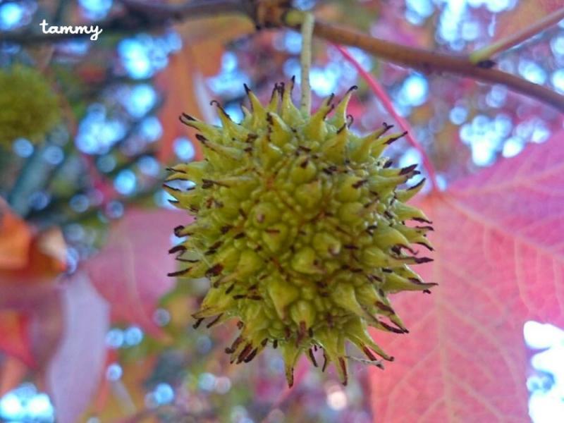 Hazel Pine - Tuetego