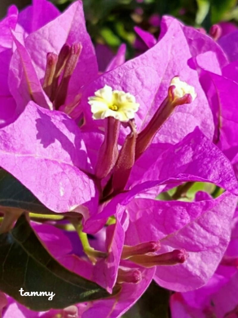 Bugambilia flowers - Tuetego