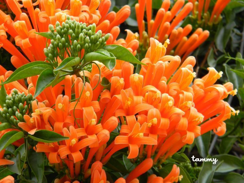 Flaming Trumpets - Tuetego