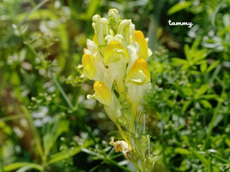 Rabbit flower - Tuetego