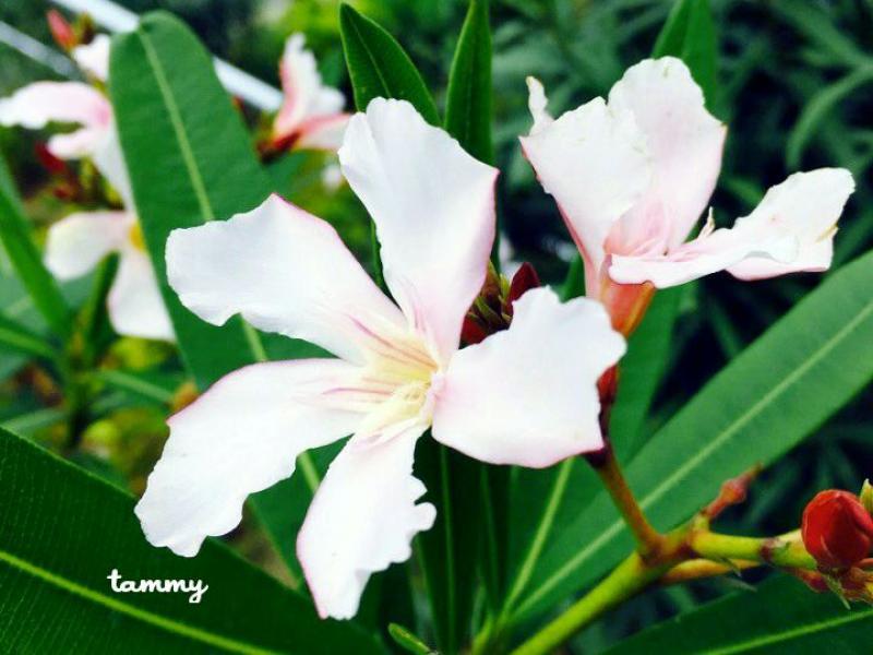 Adelfa flowers (Nerium Oleander) - Tuetego