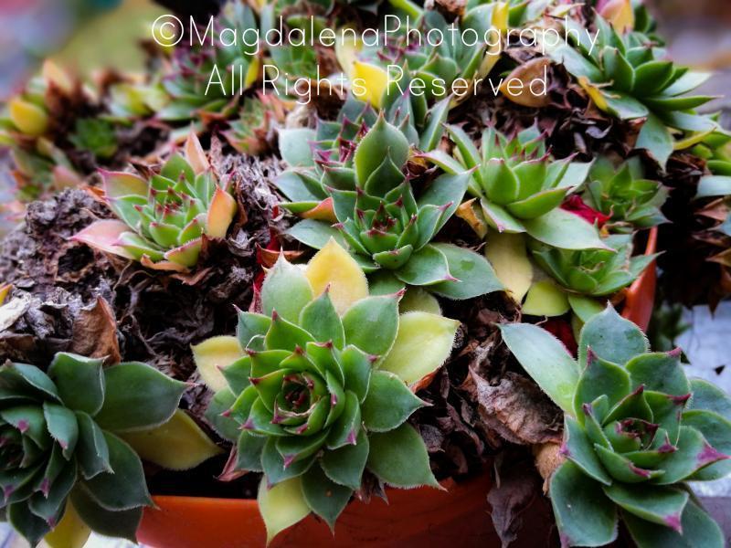 Houseleek known as - Tuetego