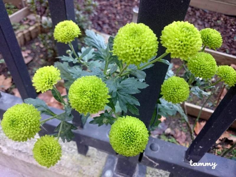 Pompon flowers - Tuetego