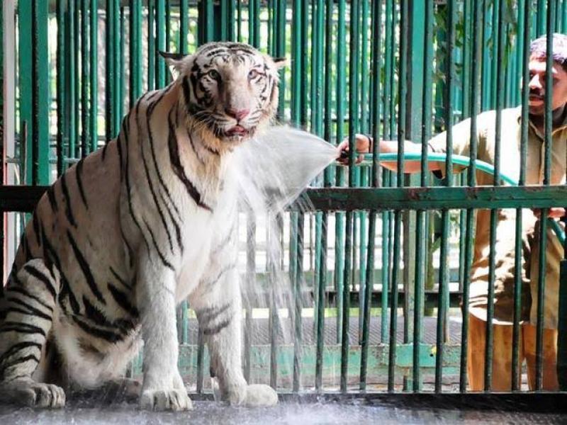 My tour to World's first White Tiger Safari !!. - Tuetego