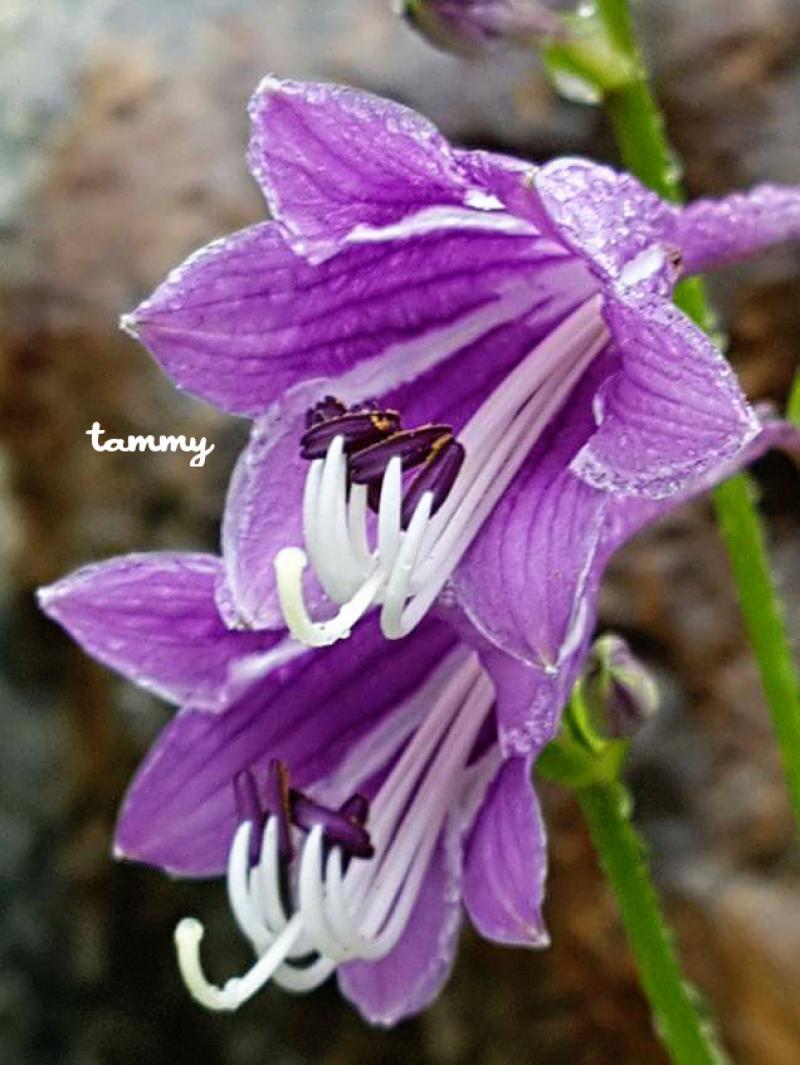 blue plantain lilies - Tuetego