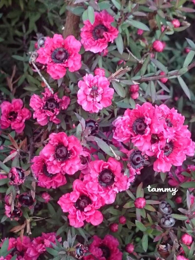 Manuka flowers - Tuetego