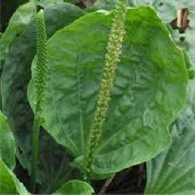 Patlagina (PLANTAGO) heals cough, lowers cholesterol, treats urinary ...