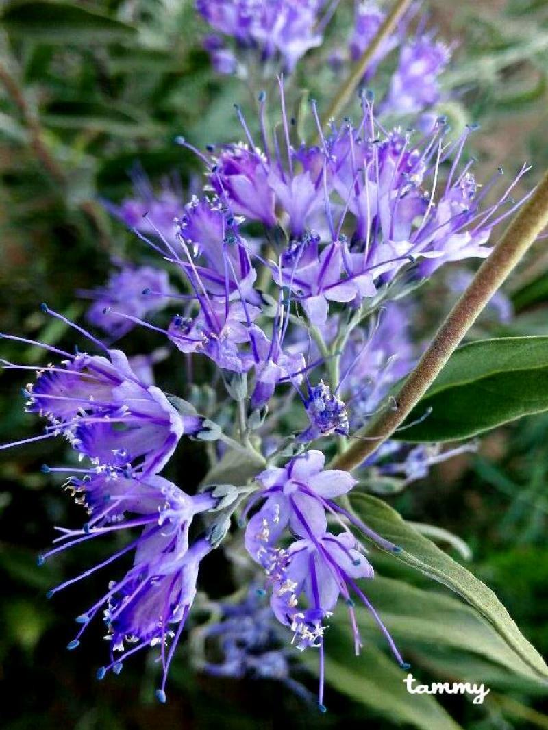 Know about "Bluebeard" by TheFlowersGirl ? - Tuetego