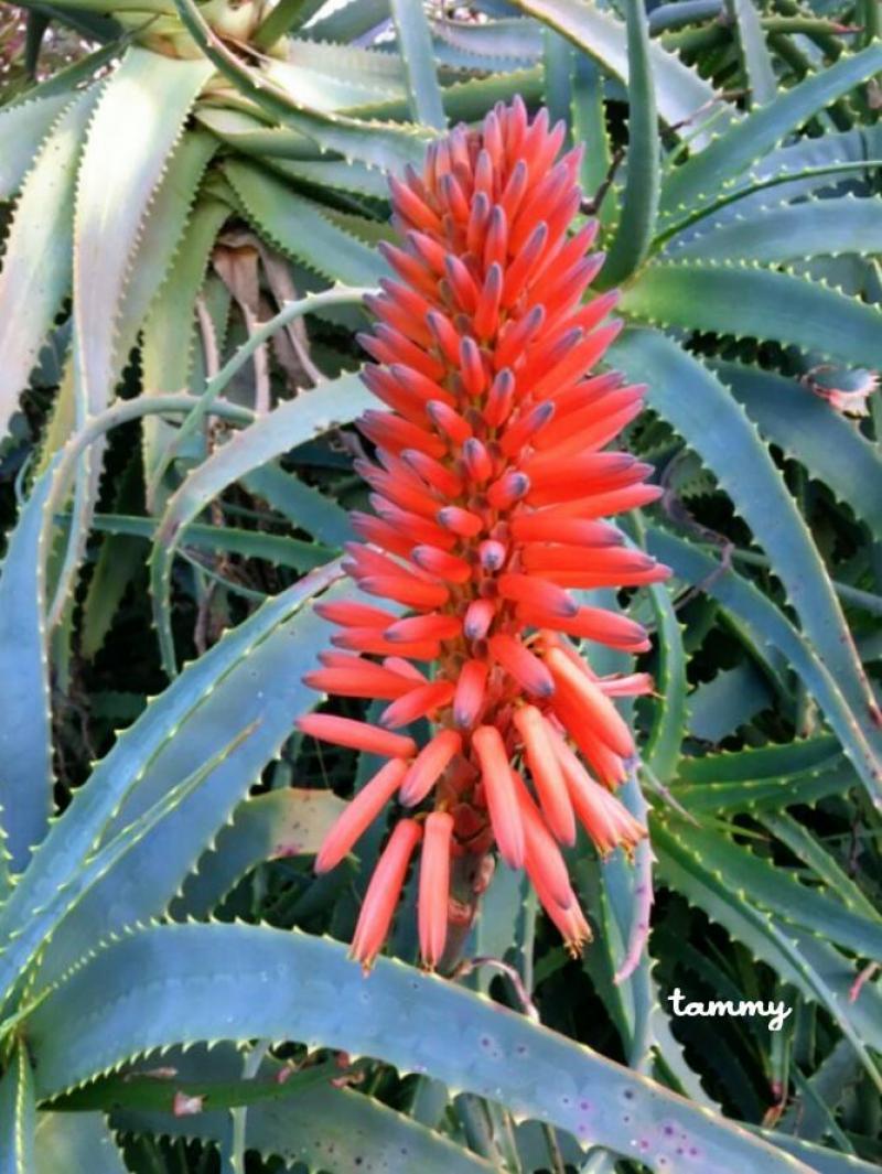 All you must know about Torch Aloe - Tuetego