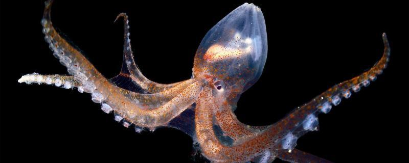 The animals that are almost invisible - Tuetego