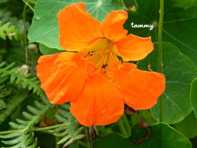 Know all about Capuccina flowers - Tuetego
