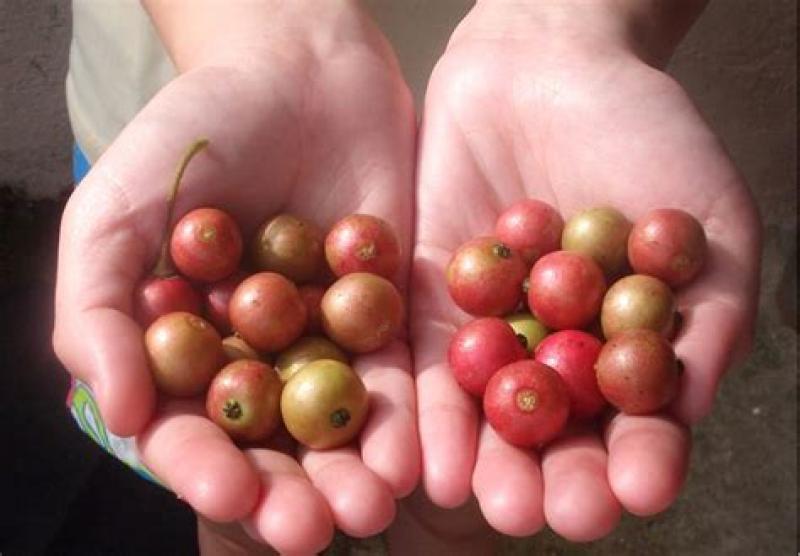 Philippine fruit Aratilis and its benifits - Tuetego