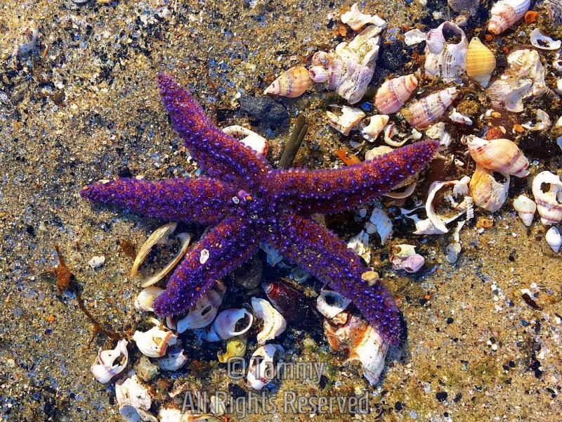 Meeting the beautiful starfish - Tuetego
