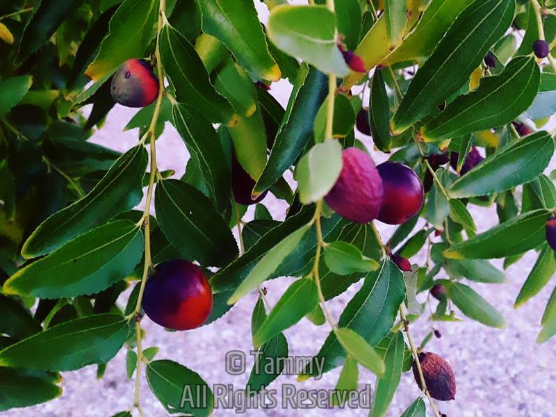 The inmortality fruit, Azufaifo (Jujube) - Tuetego