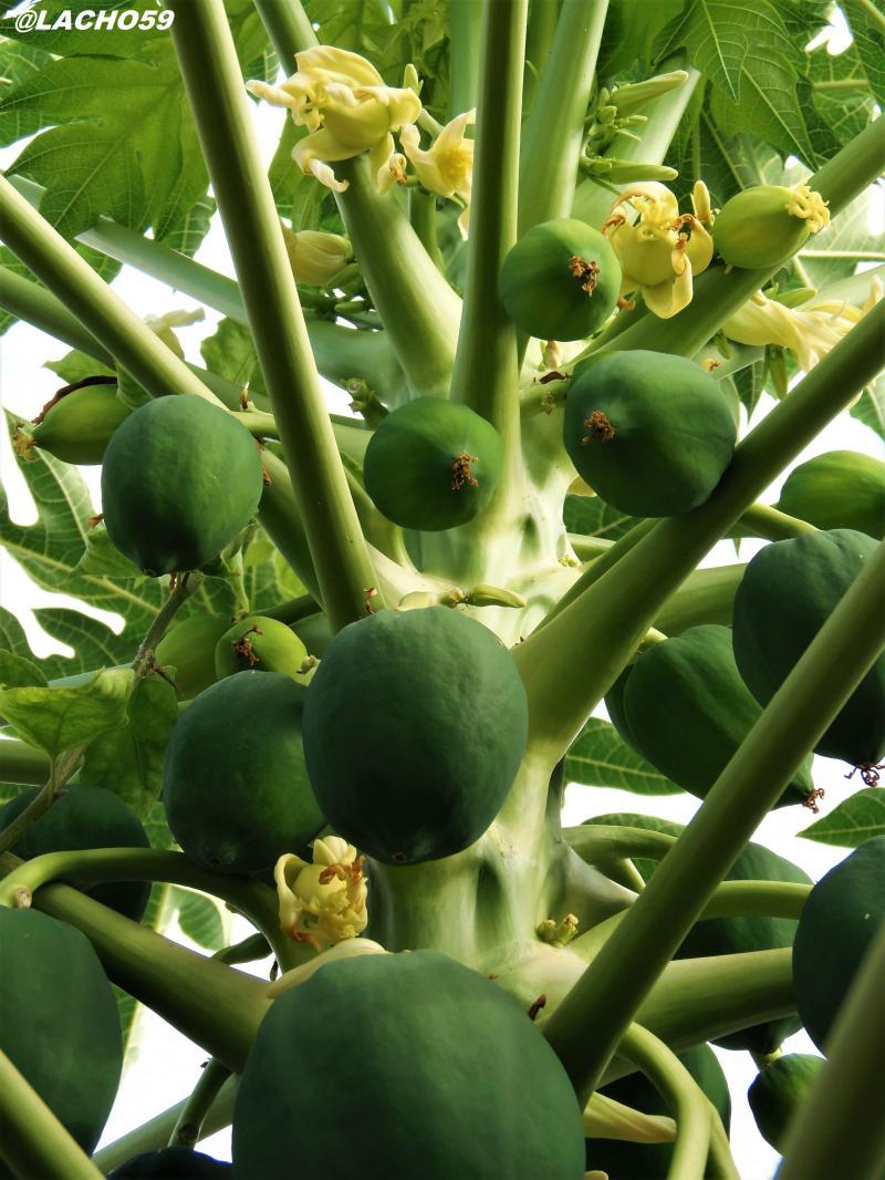 Papaya - a new harvest - Tuetego